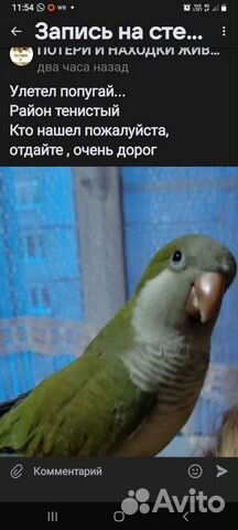 Попугай улетел