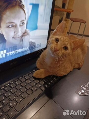 Рыжий котенок около 5 месяцев, кастрирован