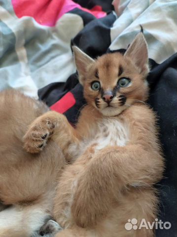Каракет ф 0 котята и взрослые