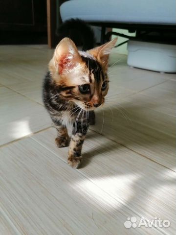 Бенгальская кошка