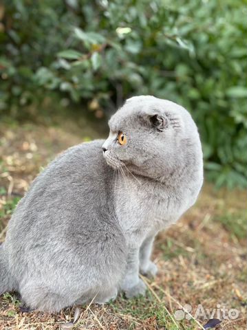 Шотладская вислоухая