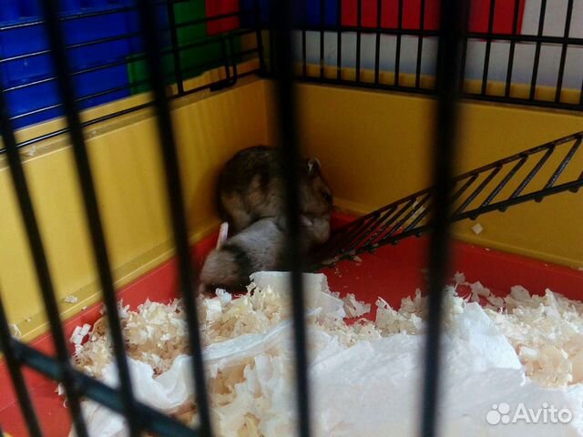 Джунгарские хомячки