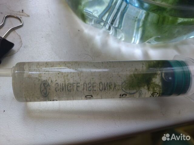 Дафния живая