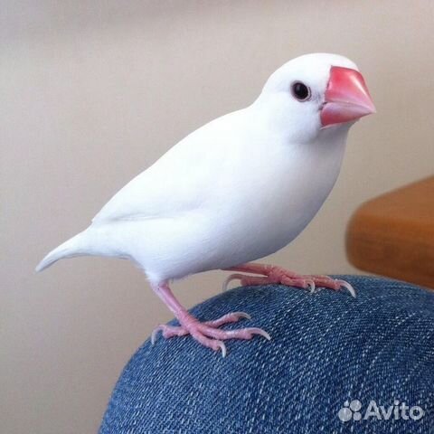 Рисовые амадины