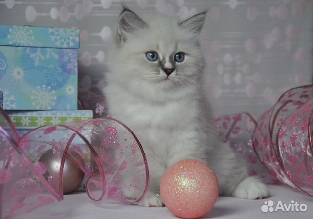 Невские Маскарадные котята