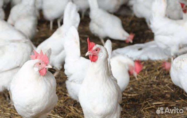 Курица несушка