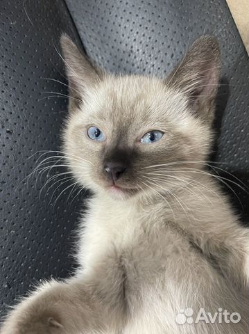 2 котенка в добрые руки