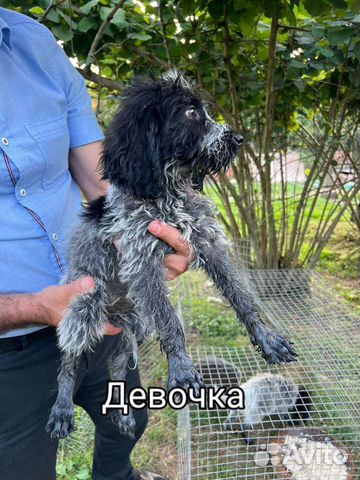 Щенята в добрые руки