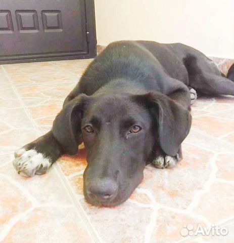 Спасите щенка от гибели