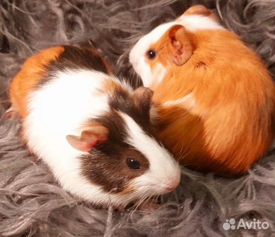 Морская свинка