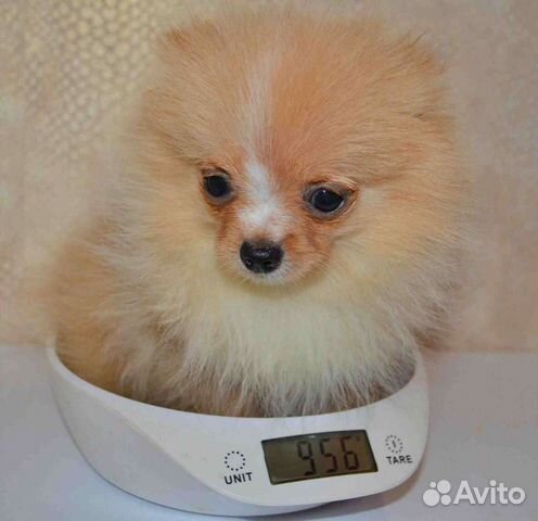 Померанский шпиц большой выбор щенков