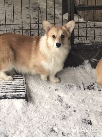 Вельш-корги пемброк