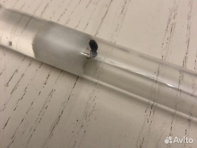 Матка муравьев lasius niger