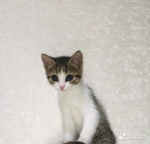 Котик помесь шотландский