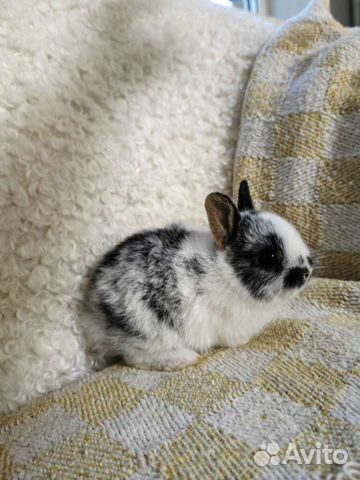Крольчонок девочка цветной карлик