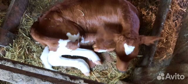 Суточный бычок