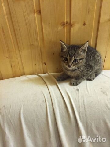 Отдам котят