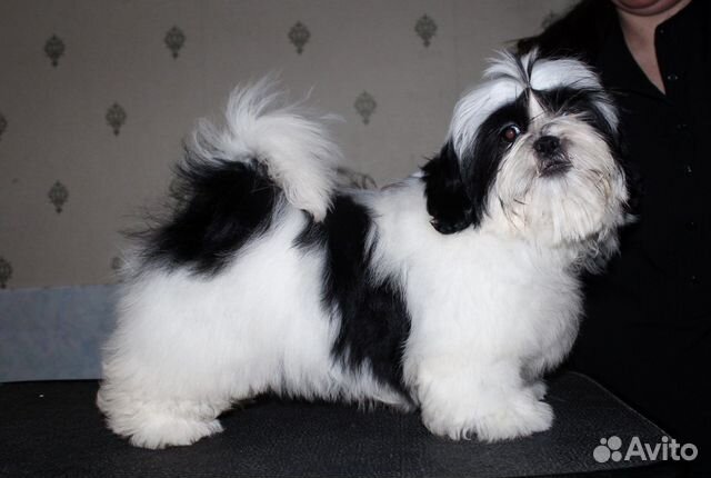 Щенок ши-тцу девочка