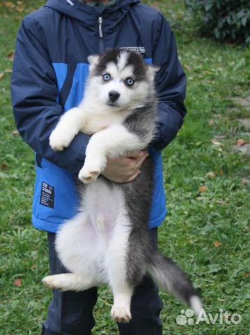 Помски мальчик