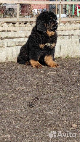 Девочки тибетского мастифа