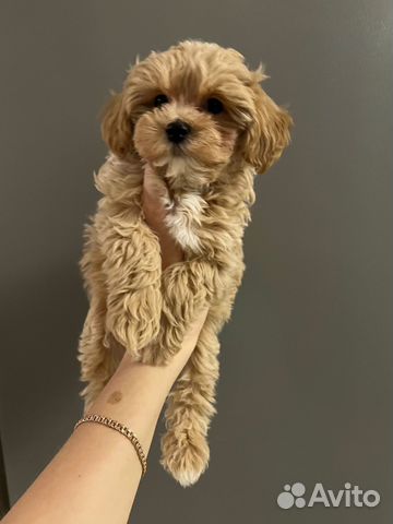 Мальтипу ф1 мини шикарный мальчик