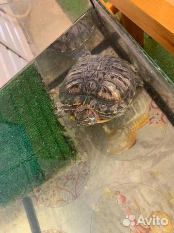 Красноухая черепаха с террариумом