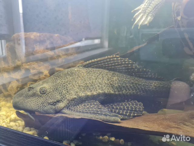 Аквариумные рыбки и аквариум