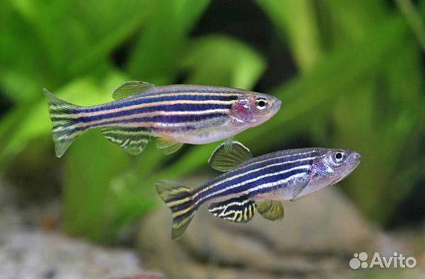Данио цветной