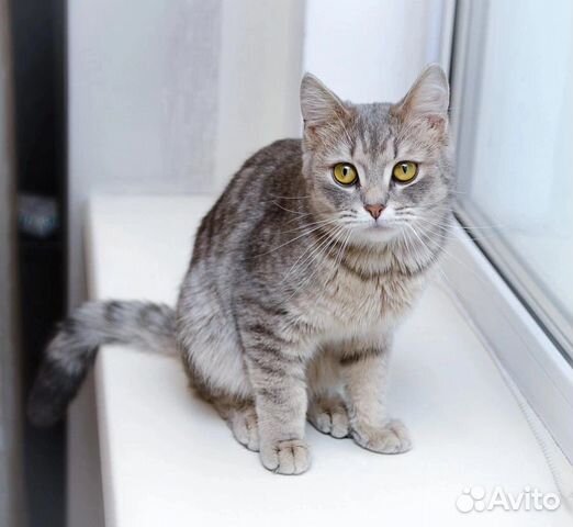 Тишка (7 мес.) - сладкий котишка в поисках дома