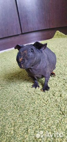 Морская свинка скинни