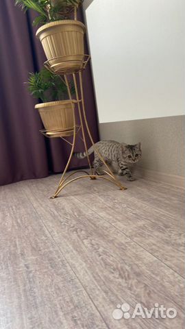 Неверояно красивая кошешка