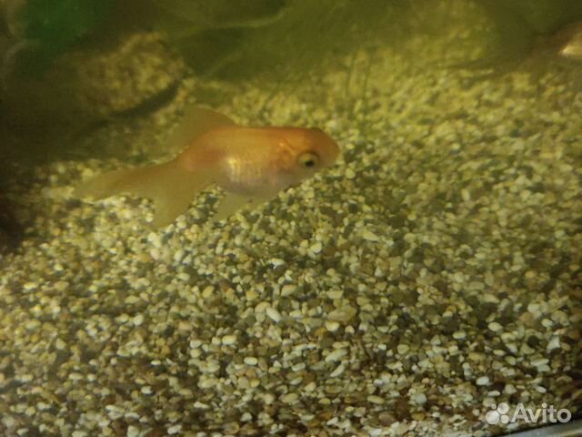 Риукин Золотая рыбка