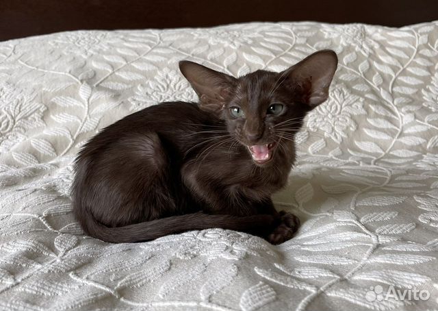 Ориентальный котята