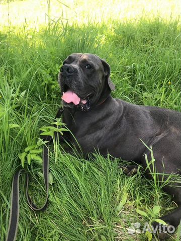 Отдам кобеля Кане Корсо в дар