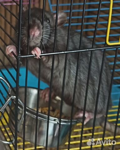 Крысы с клеткой