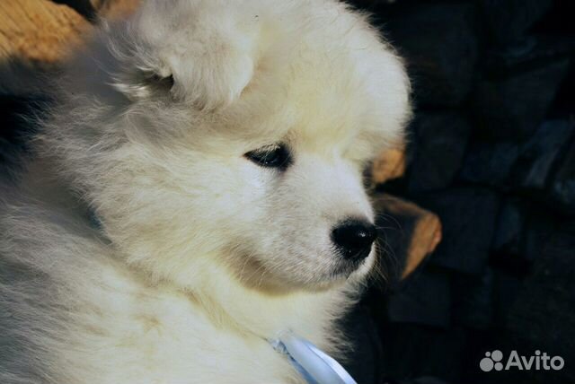 Щенки для души, разведения, спорта и шоу