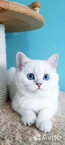 Британская Серебристая Шиншилла