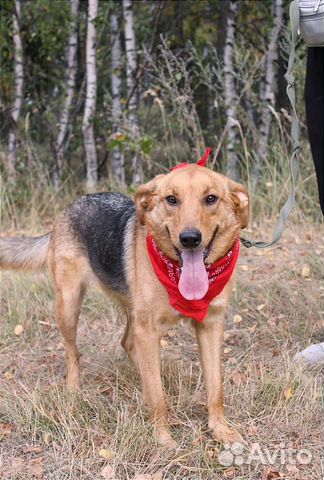 Добродушная Баффи в добрые руки