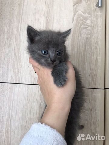 Котята бесплатно