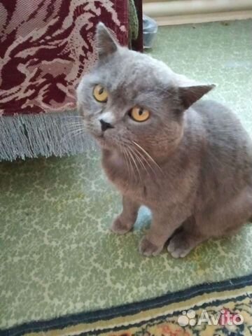 Британец голубой