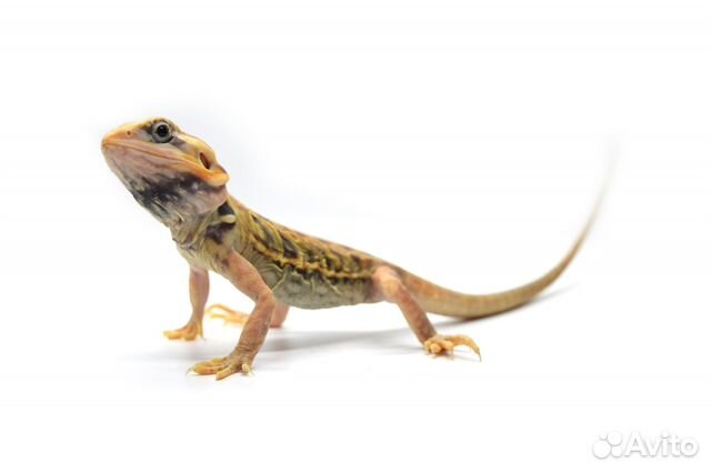 Бородатая агама