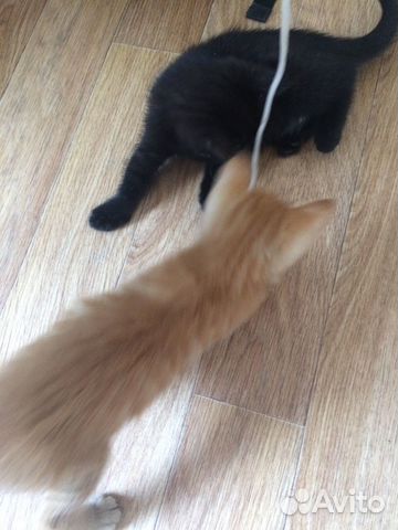 Продаю котиков