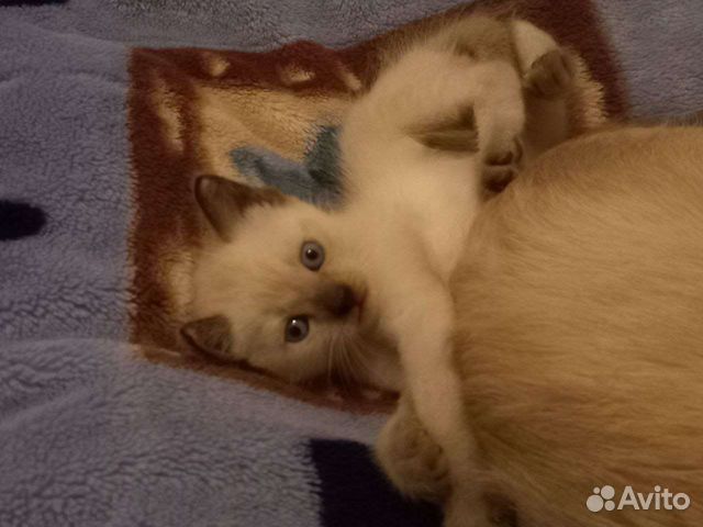 Тайские котята