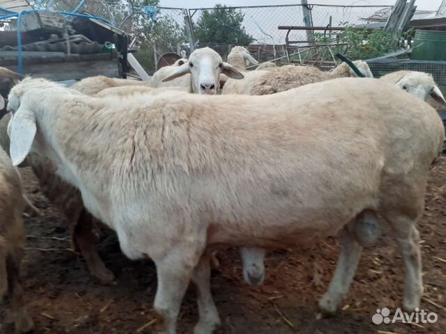 Бараны и барашки