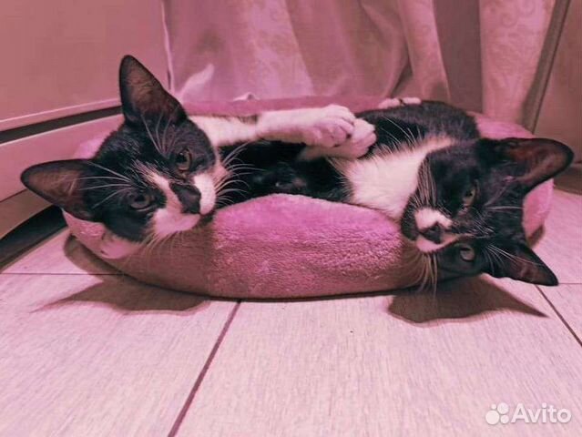 Котятки в добрые руки
