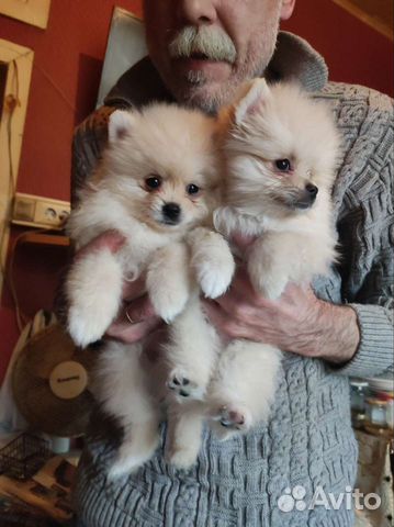 Померанский шпиц медвежьего типа мальчик