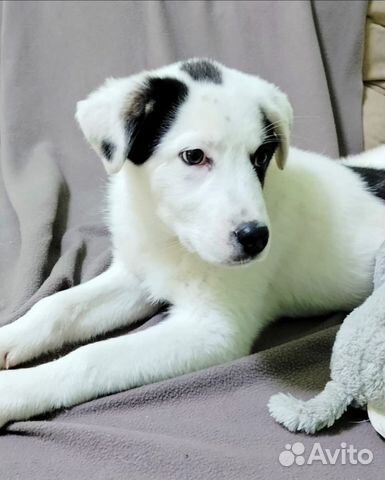 Собаки щенки бесплатно