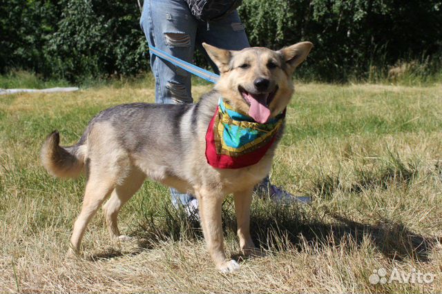 Собака ищет дом