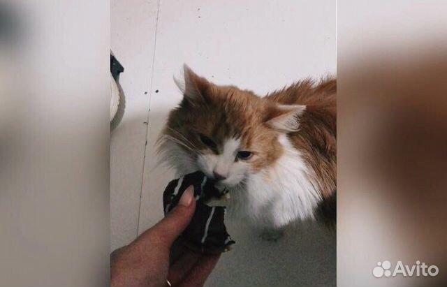 Кошка Руся Наполовину Балинезийская