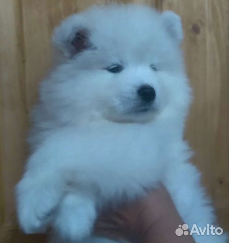 Щенки из Авангарда